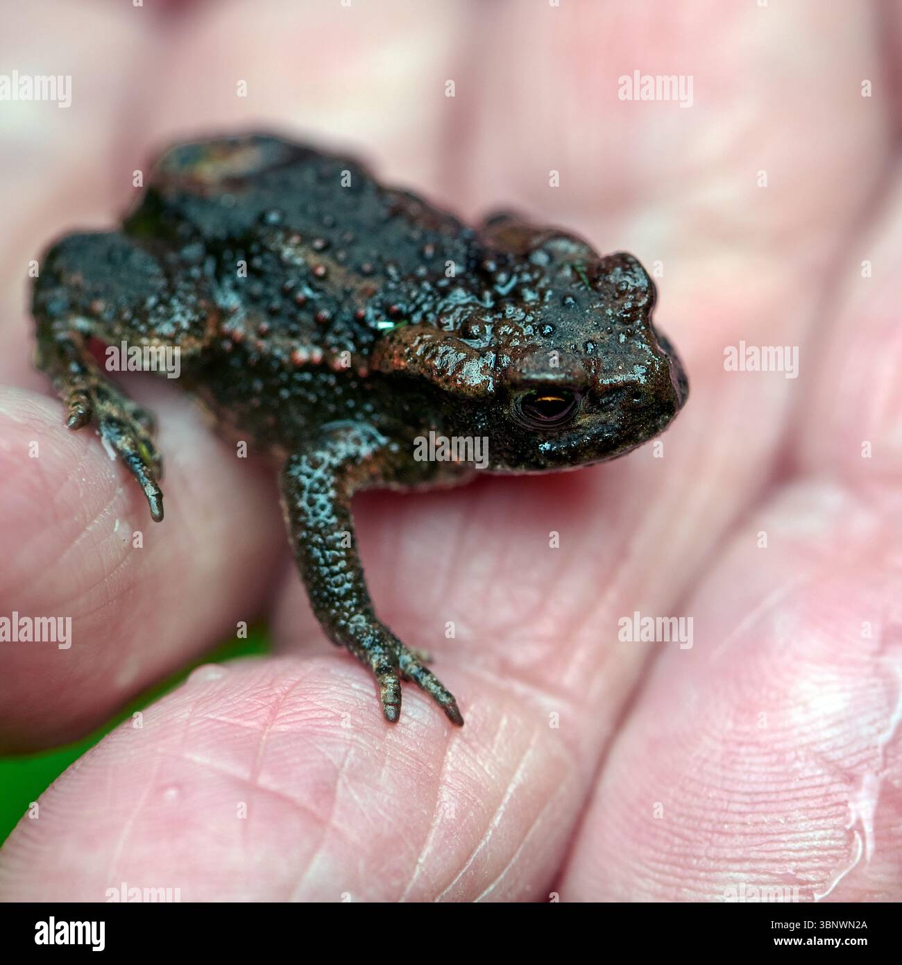 Toad in the Hand Stock Photo - Alamy