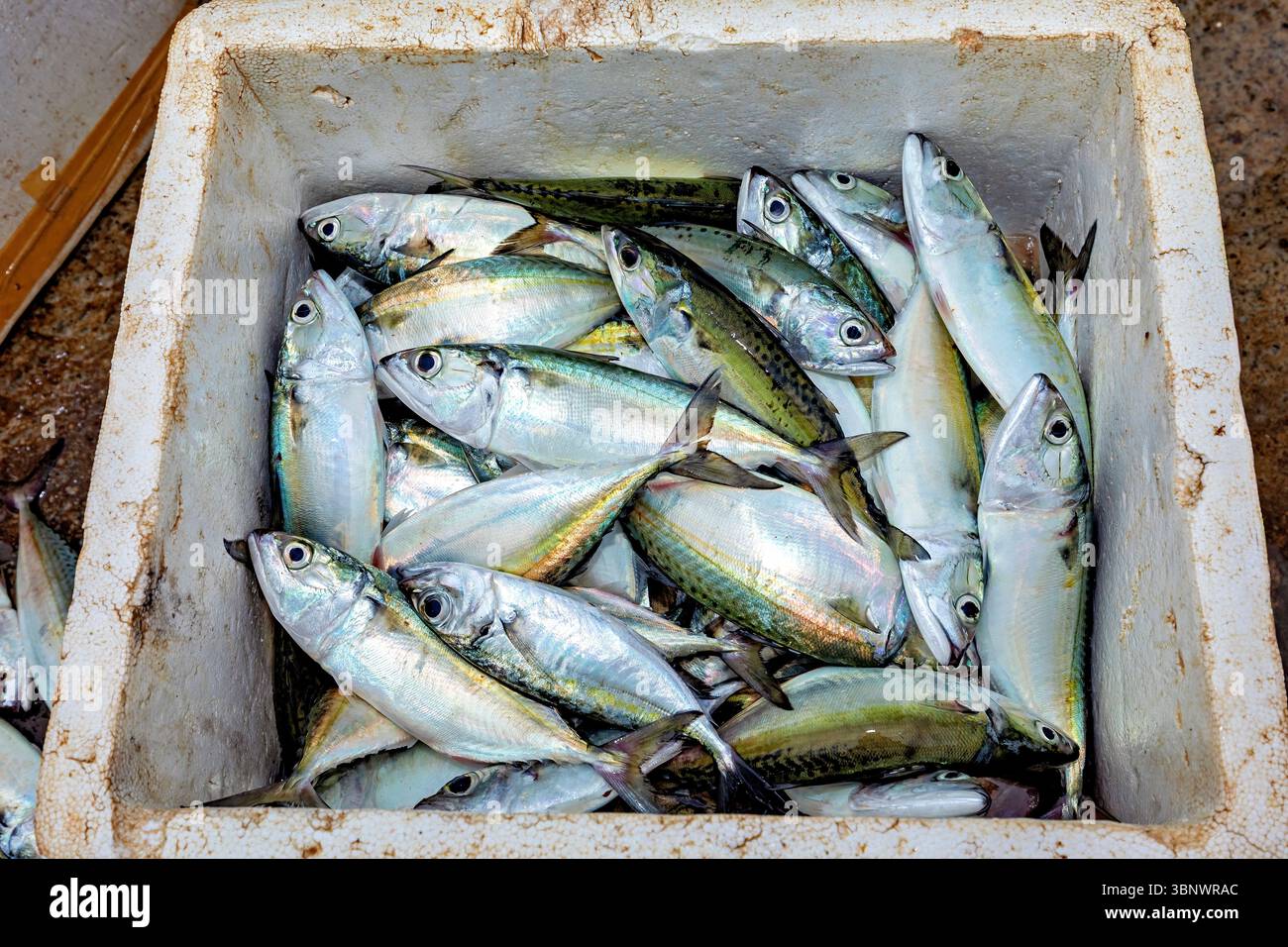 The fish market of Matara in Sri Lanka Stock Photo - Alamy