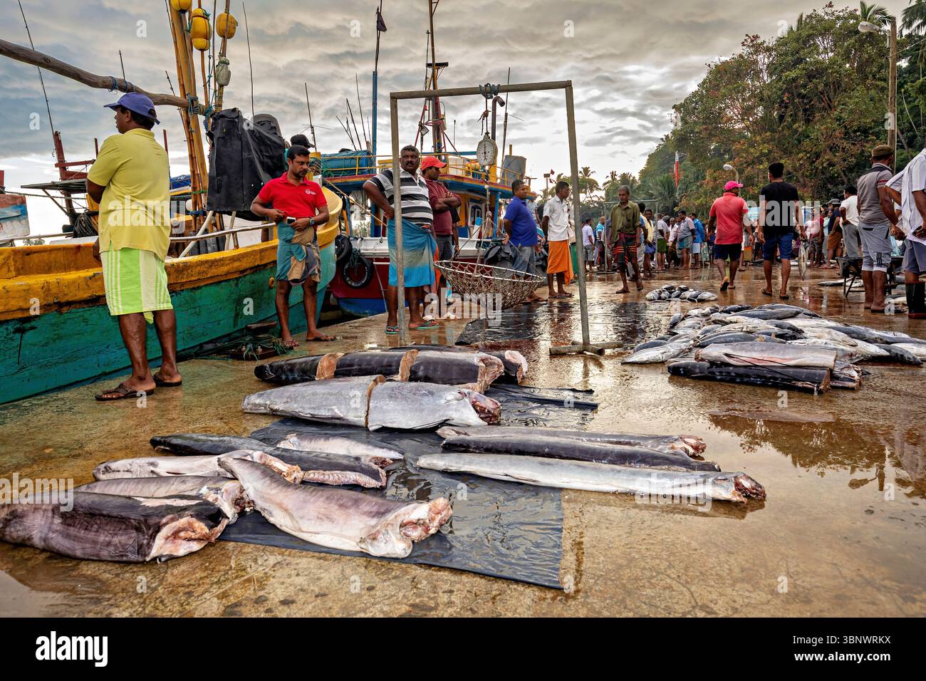 The fish market of Matara in Sri Lanka Stock Photo - Alamy