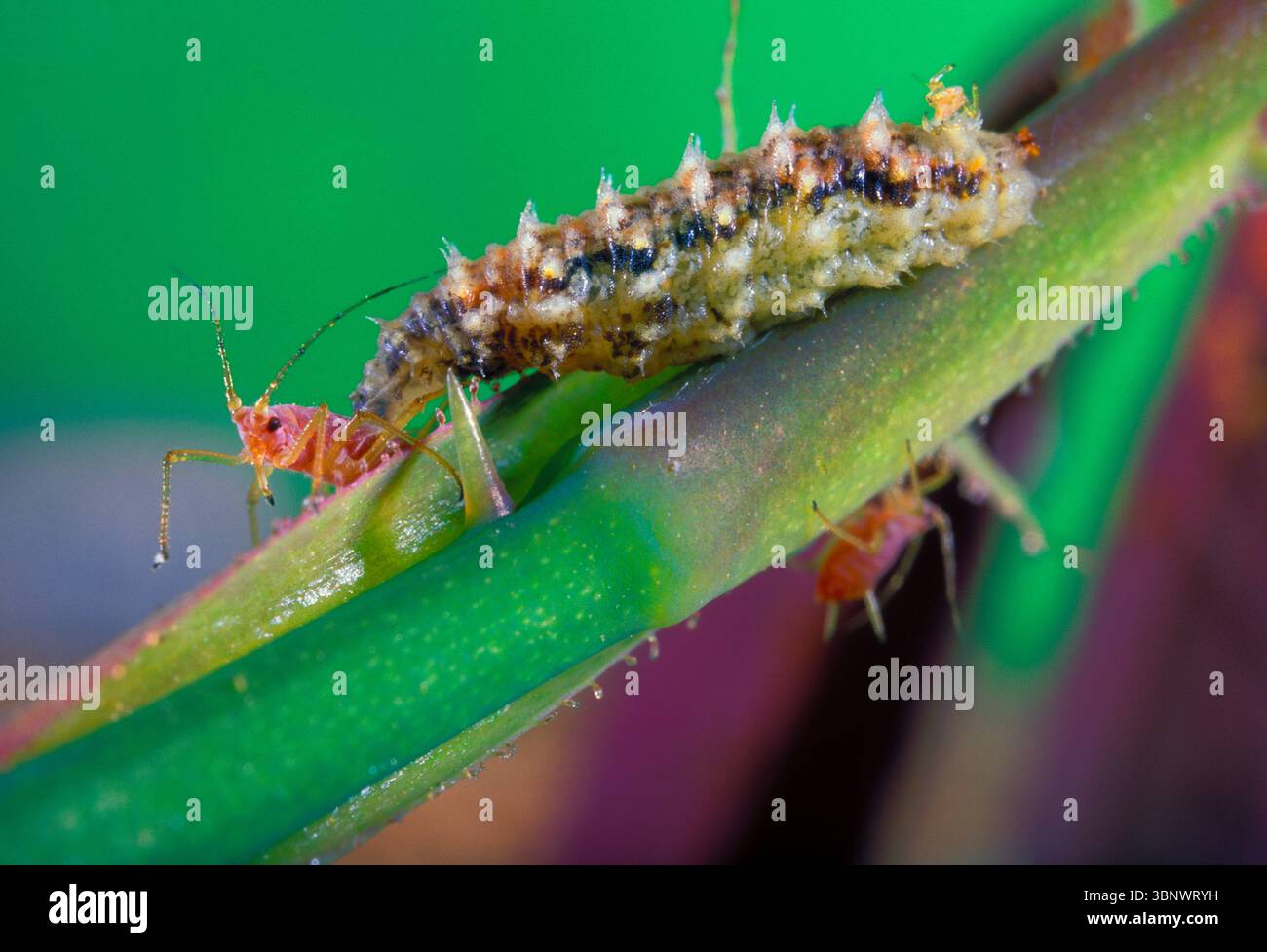 Hoverfly, Family Syrphidae. Larva eating a Rose Aphid (Macrosiphum ...