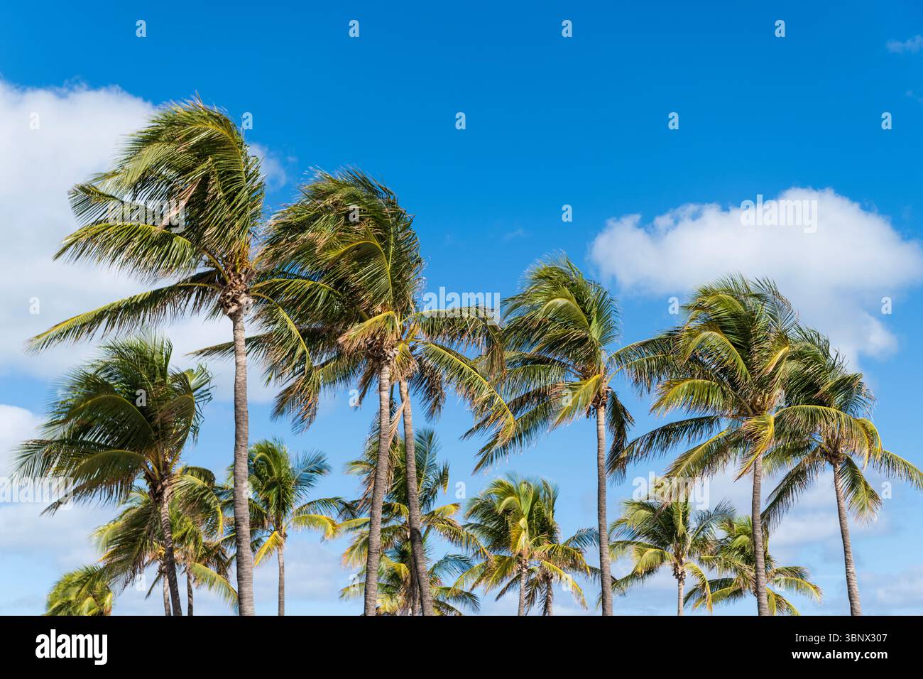 Palm tree on windy weather. Hurricane in Miami south beach, Florida ...