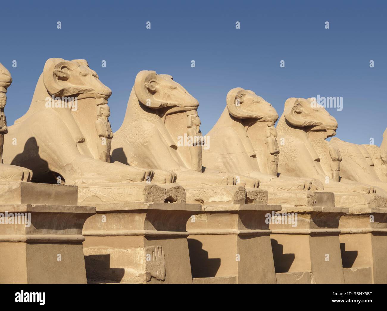 Lions with head of ram hi-res stock photography and images - Alamy
