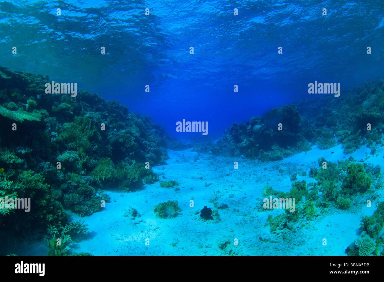 Coral reefs on bottom hi-res stock photography and images - Alamy