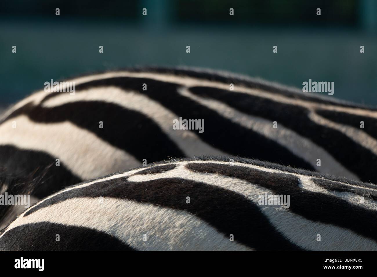 Zebras Zoo Enclosure Stripes: Close-up photo showing two zebras ...