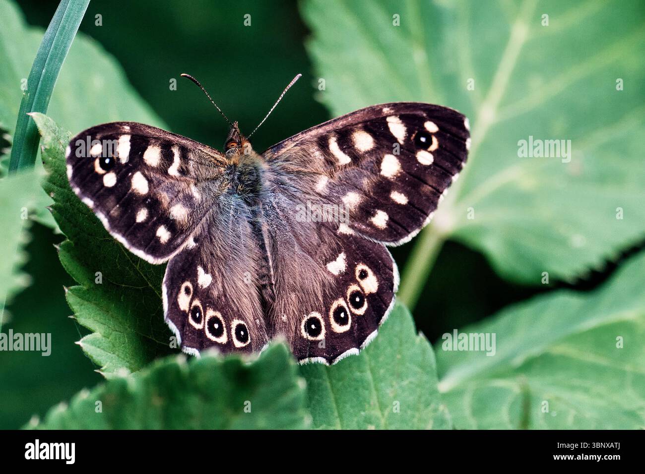 Intricate brown spots hi-res stock photography and images - Alamy