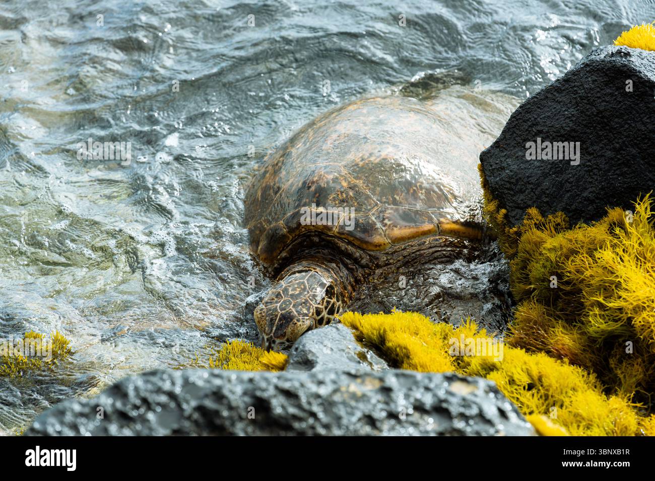 Hawaiian Green Sea Turtle Resting Near Lava Rocks and Algae Stock Photo ...