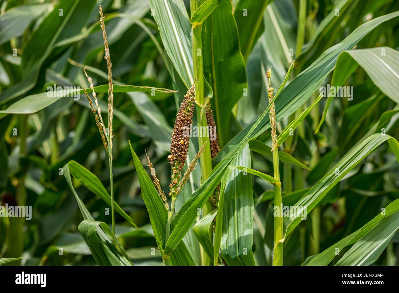 Ear tassel growing on corn tiller. Corn plant damage, farming and ...