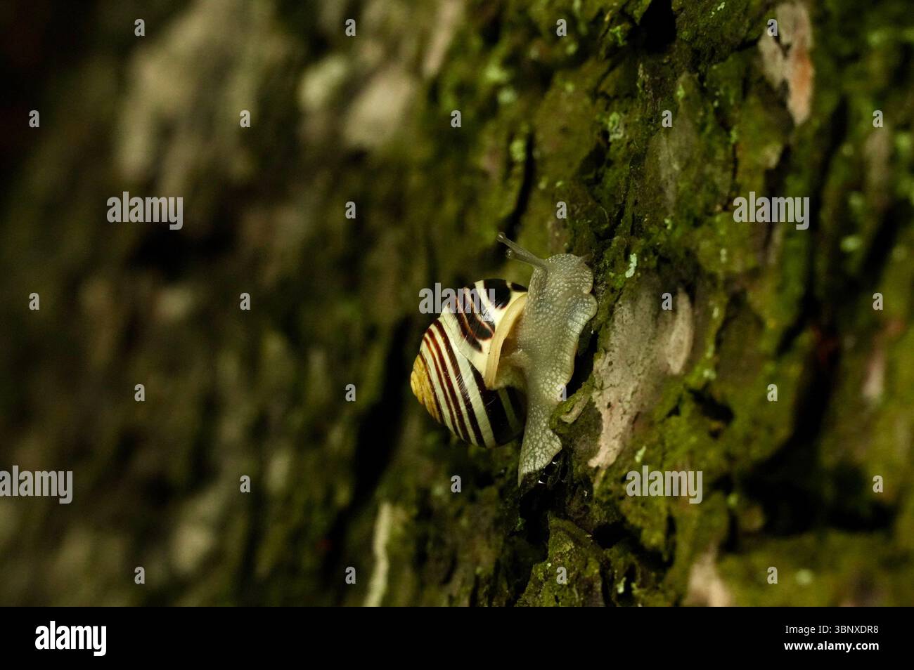 Snail shell in soil hi-res stock photography and images - Alamy