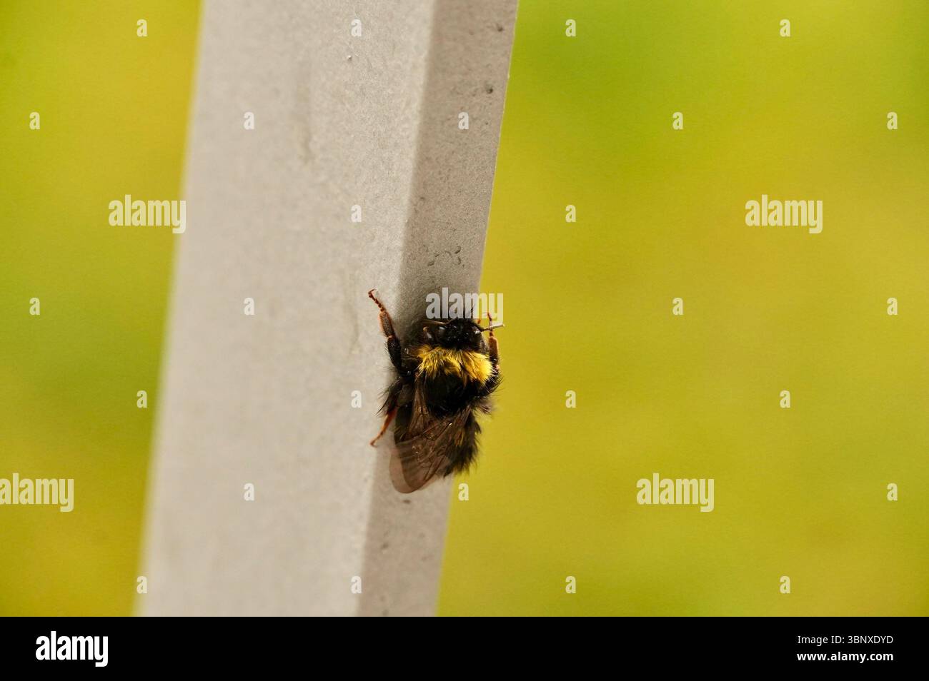 Close up striped bumblebee beetle hi-res stock photography and images ...