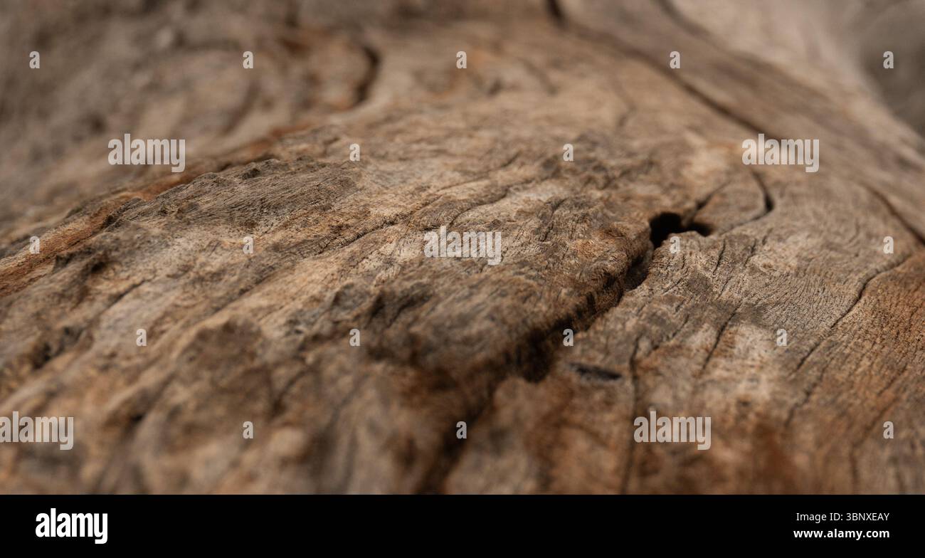 Macro Texture of Dry Tree Bark Surface Stock Photo - Alamy