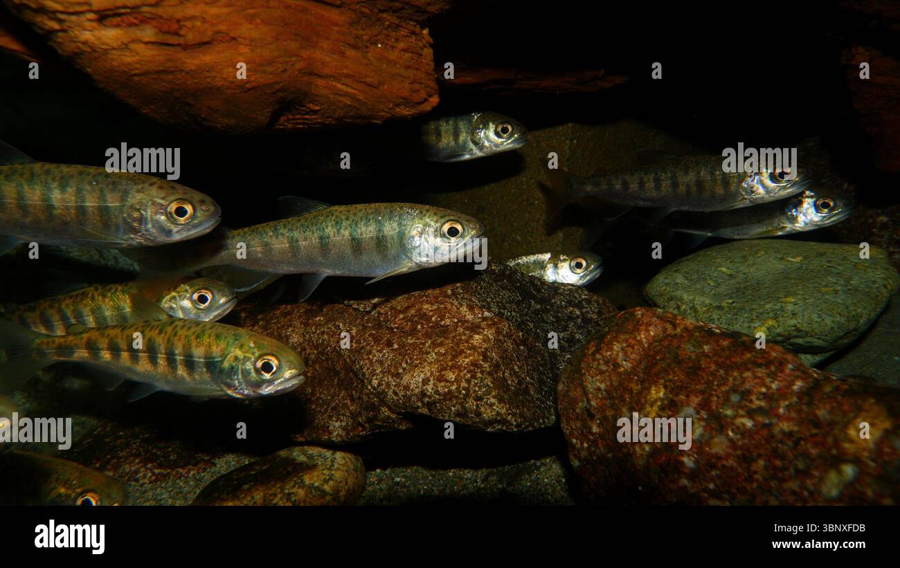 chinook salmon fry underwater in shallow freshwater creek. These salmon ...