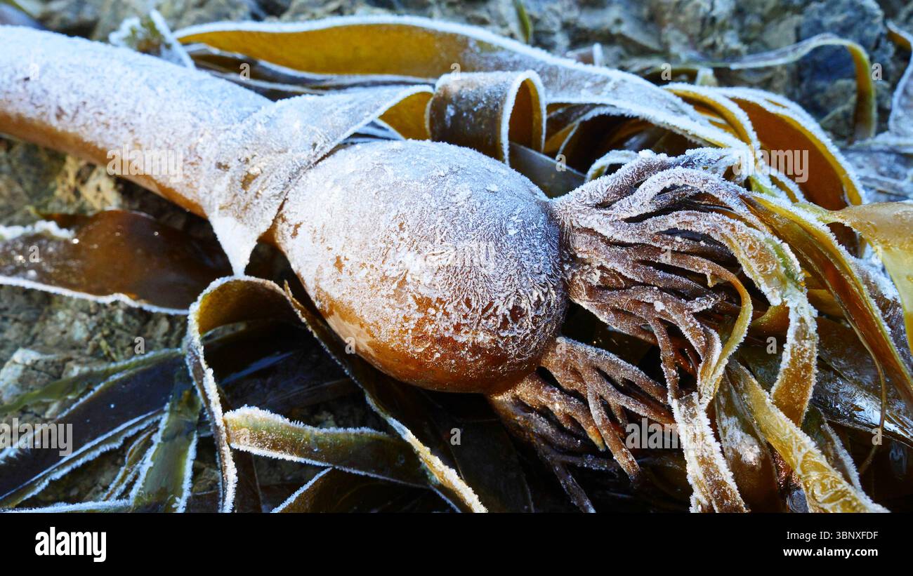 Bull kelp ice hi-res stock photography and images - Alamy