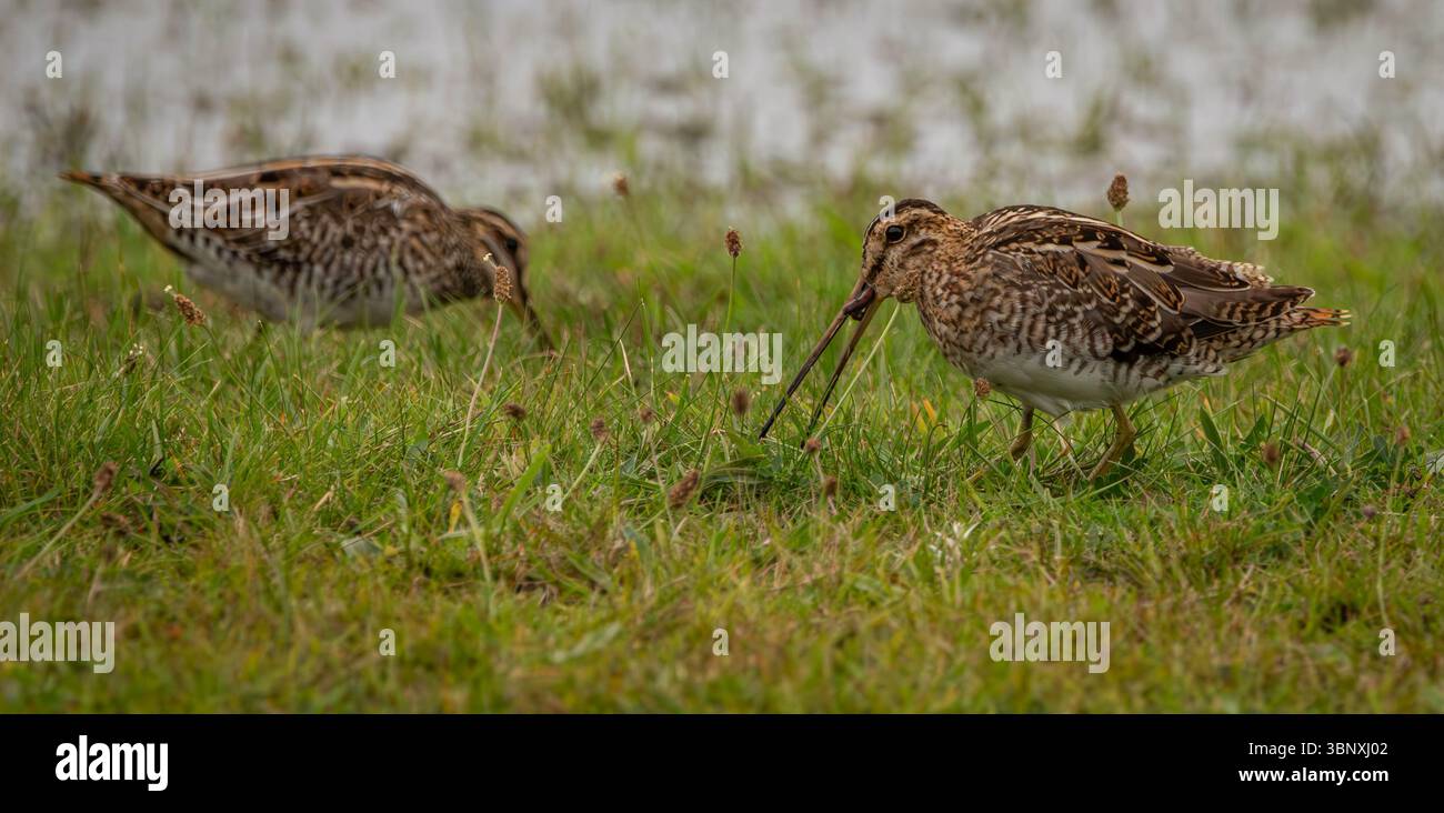 Two common snipes foraging and eating earthworms on grass at ...