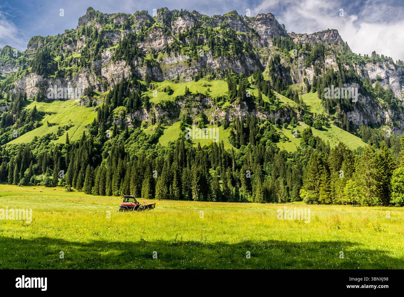 A tractor mows a flowering meadow on the Gerschnialp in Engelberg ...