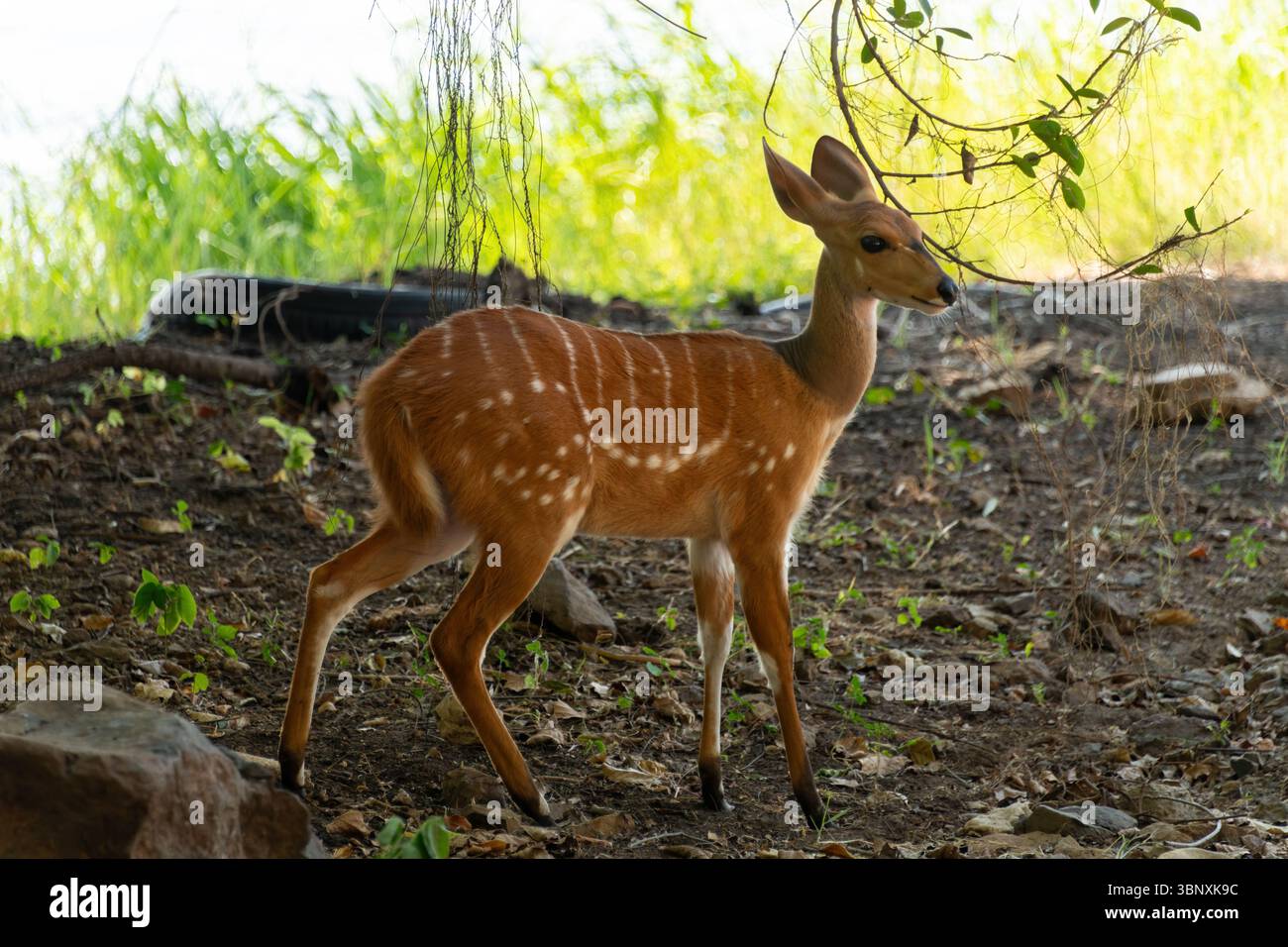 A cute female bushbuck (Tragelaphus sylvaticus), also known as a Cape ...