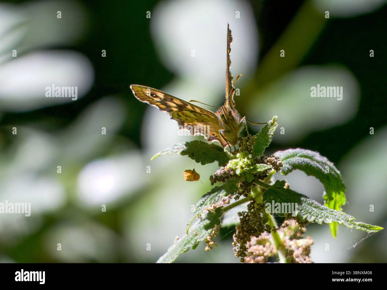 Kiton Lincolnshire UK . 2nd July 2025 Sunny day in the countryside ...