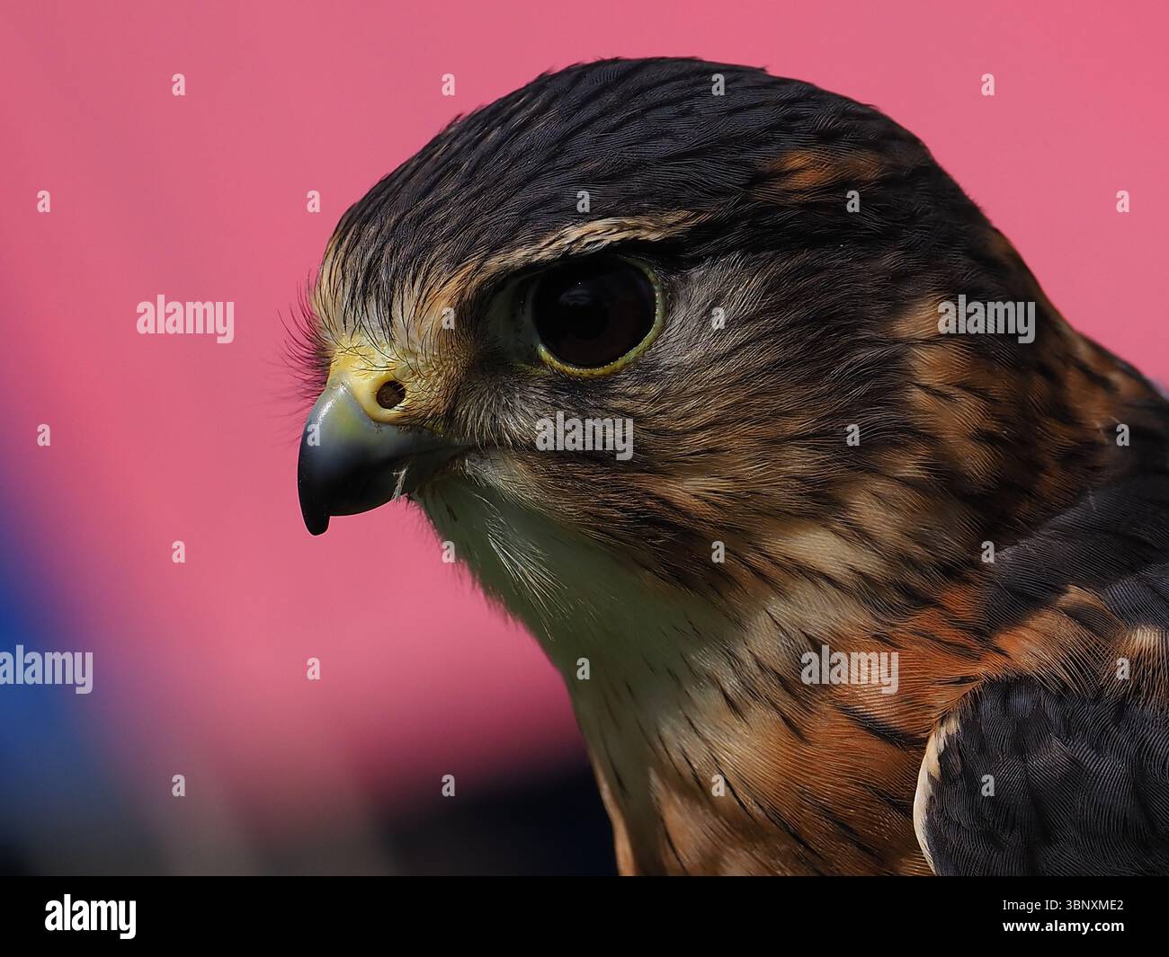 Merlin Falco columbarius Stock Photo - Alamy