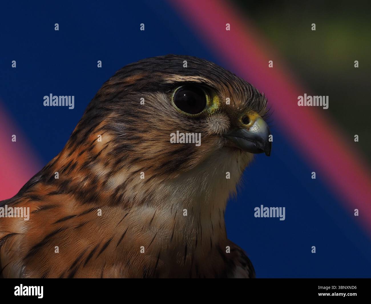 Merlinus hi-res stock photography and images - Alamy