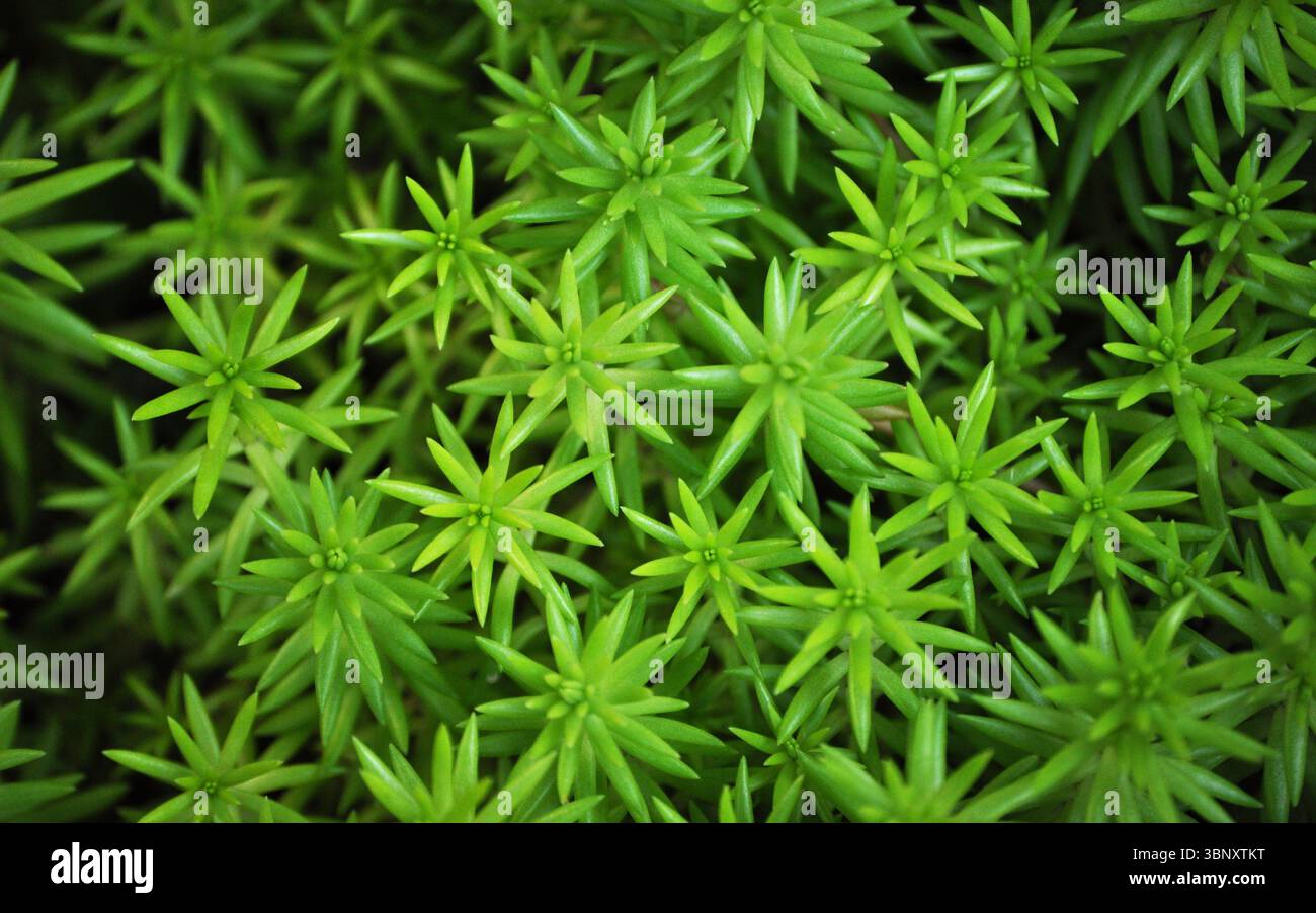 Green background full of succulents Sedum Lineare Stock Photo - Alamy