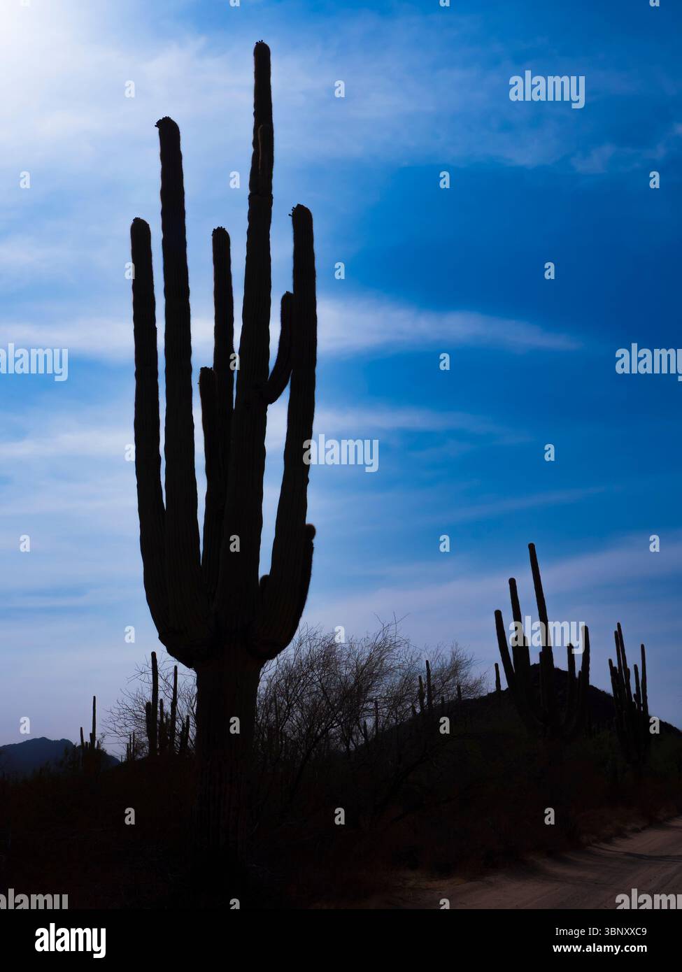 Saguaro, El Camino del Diablo, Cabeza Prieta National Wildlife Refuge ...