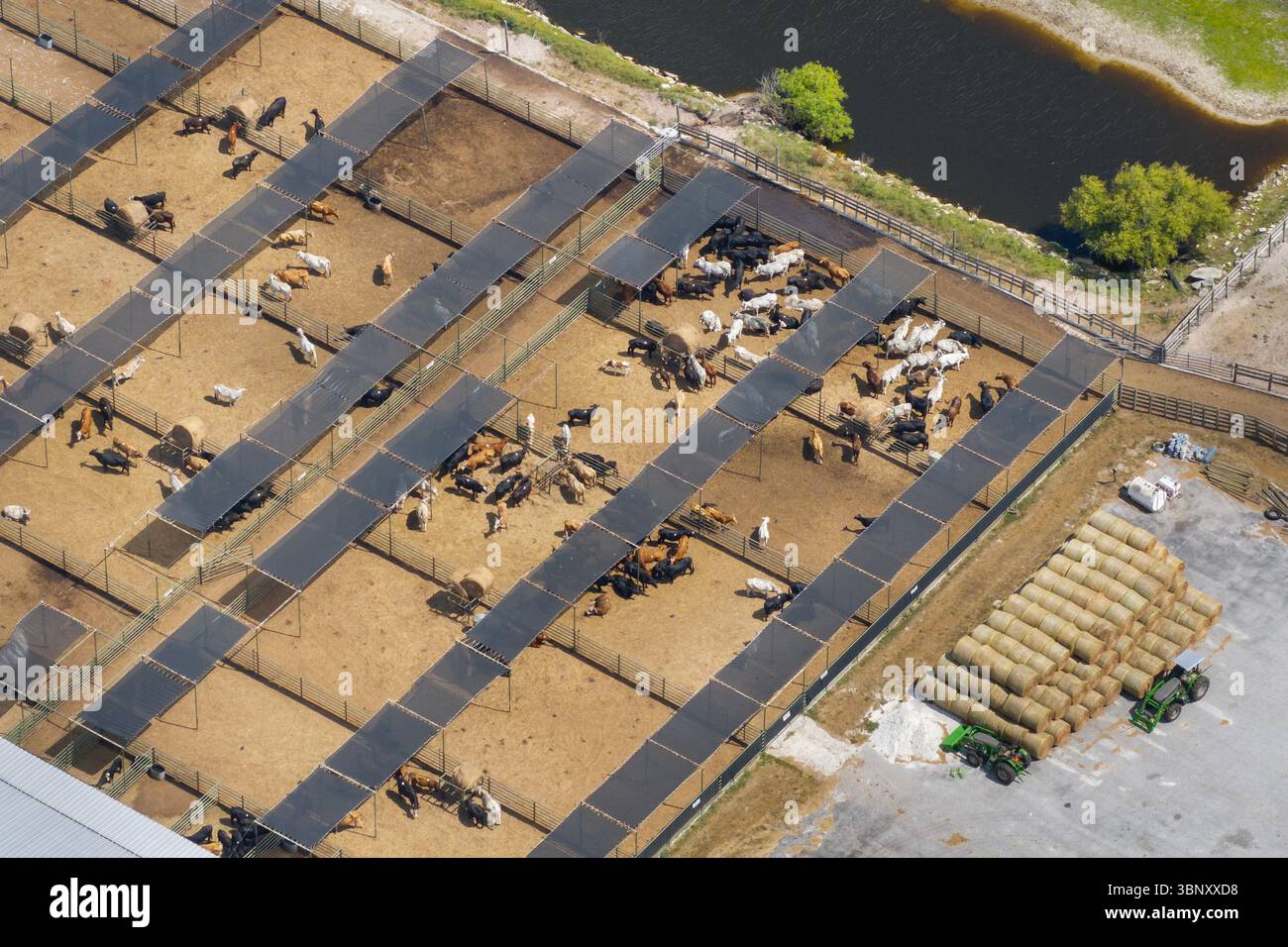 Aerial view of feed yard with meat cows. Feeding of cattle on farm ...