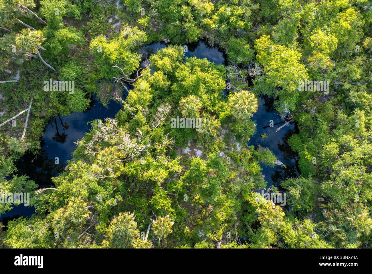 Florida jungle rainforest with river between green palm trees and wild ...