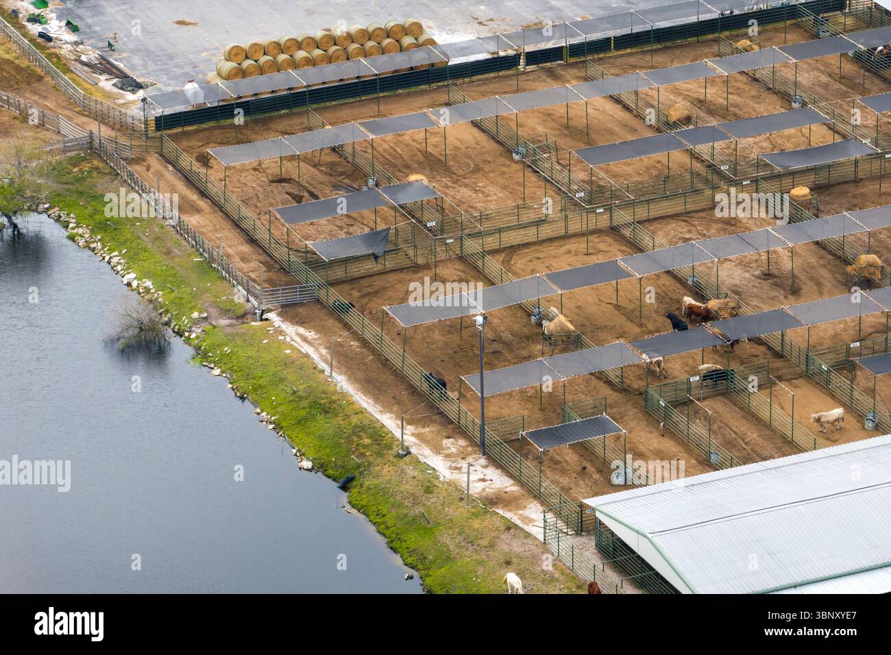 Large stockyard with meat cows. Feeding of cattle on farm feedlot in ...