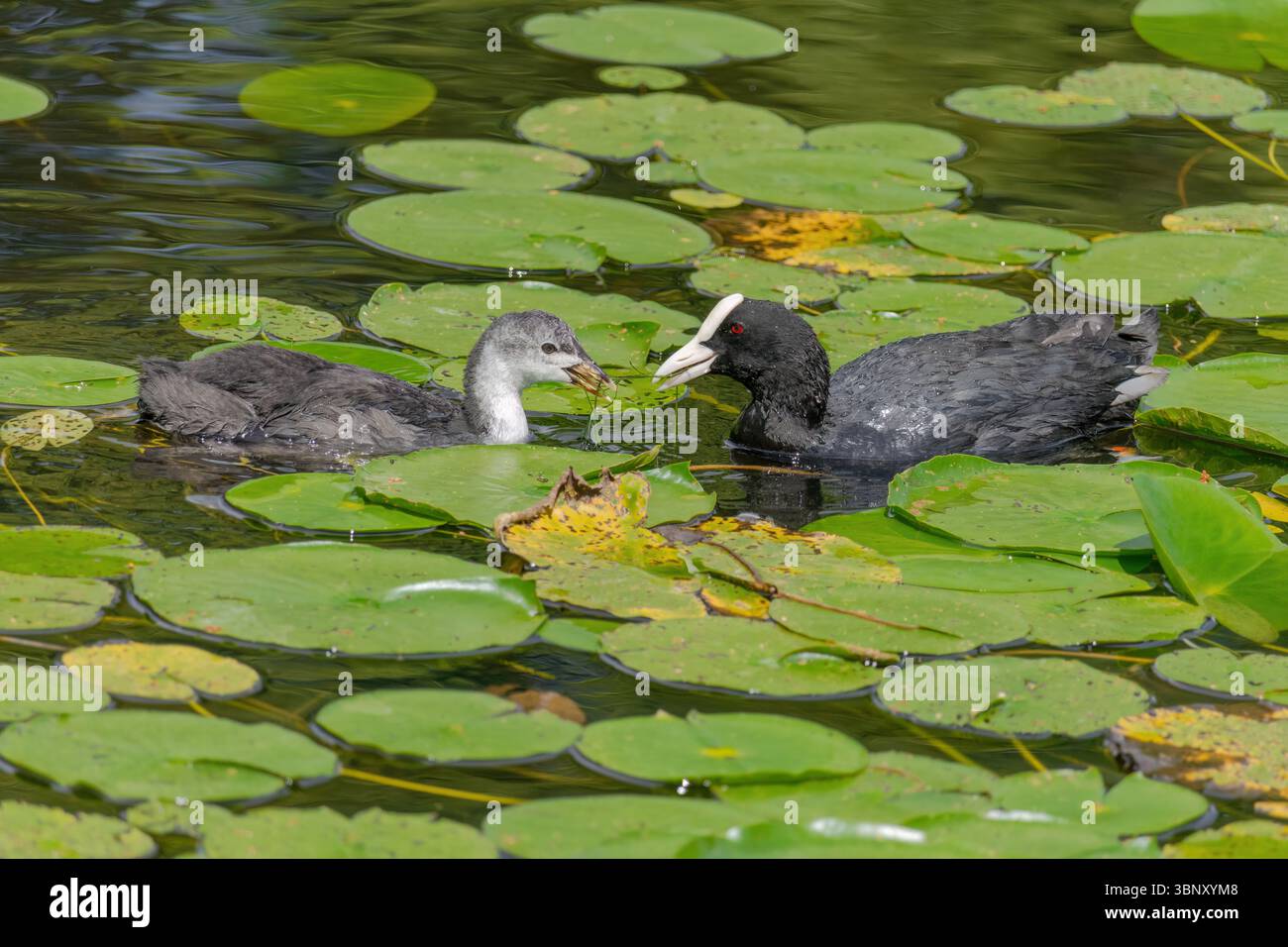 The Eurasian coot, Fulica atra, also known as the common coot, swims on ...
