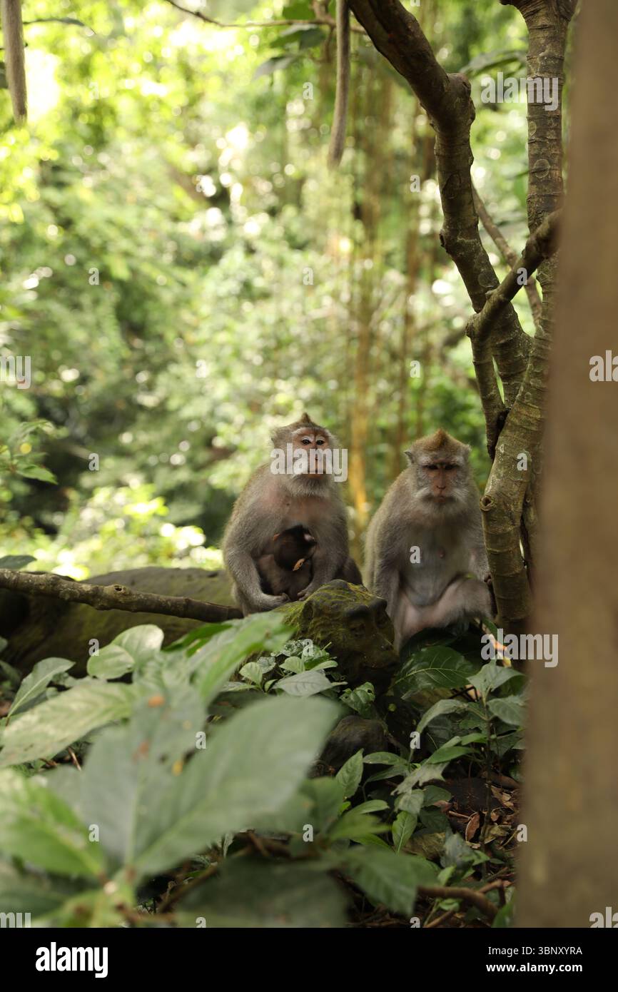 Cute monkeys sitting near tree in park Stock Photo - Alamy