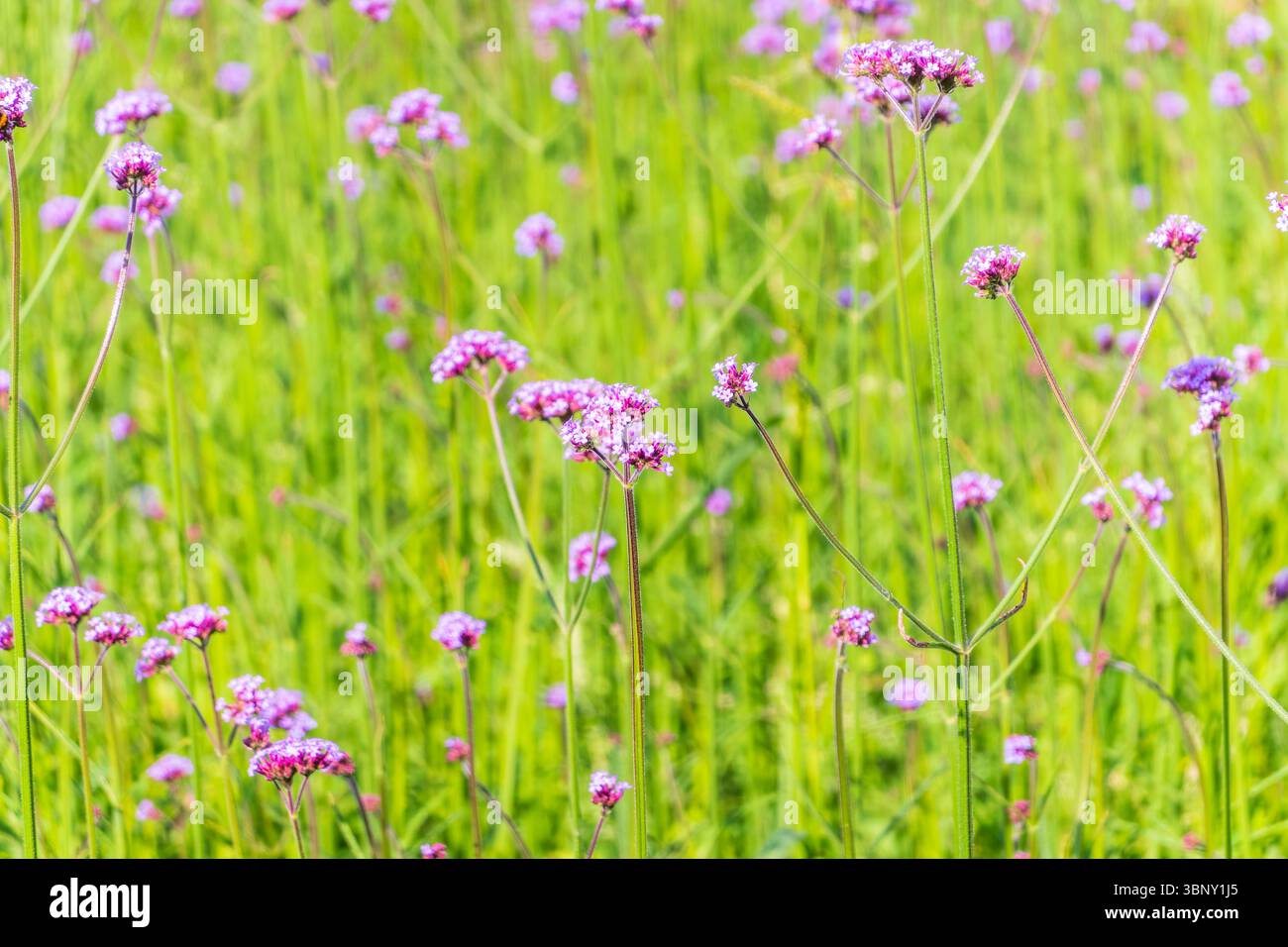 Verbena bonariensis flowers, Argentinian Vervain or Purpletop Vervain ...