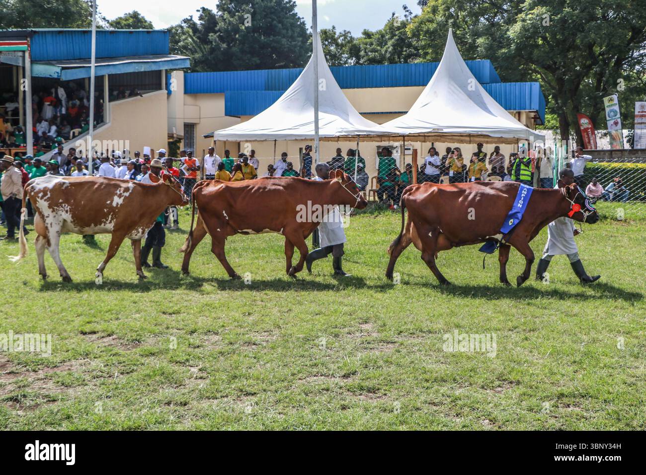 4 cows together hi-res stock photography and images - Alamy