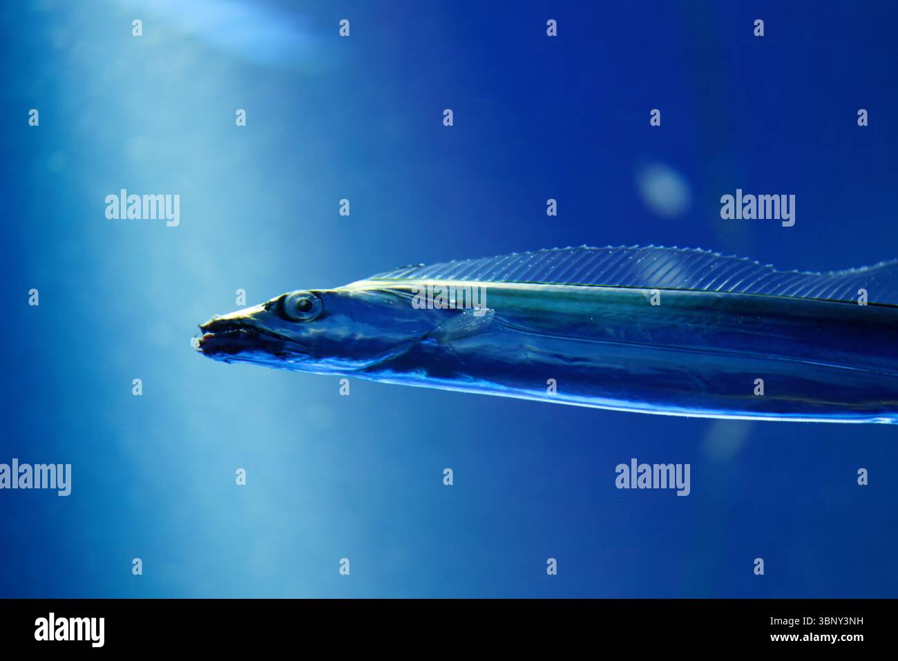 Japanese cutlassfish or largehead hairtail (Trichiurus lepturus) or ...