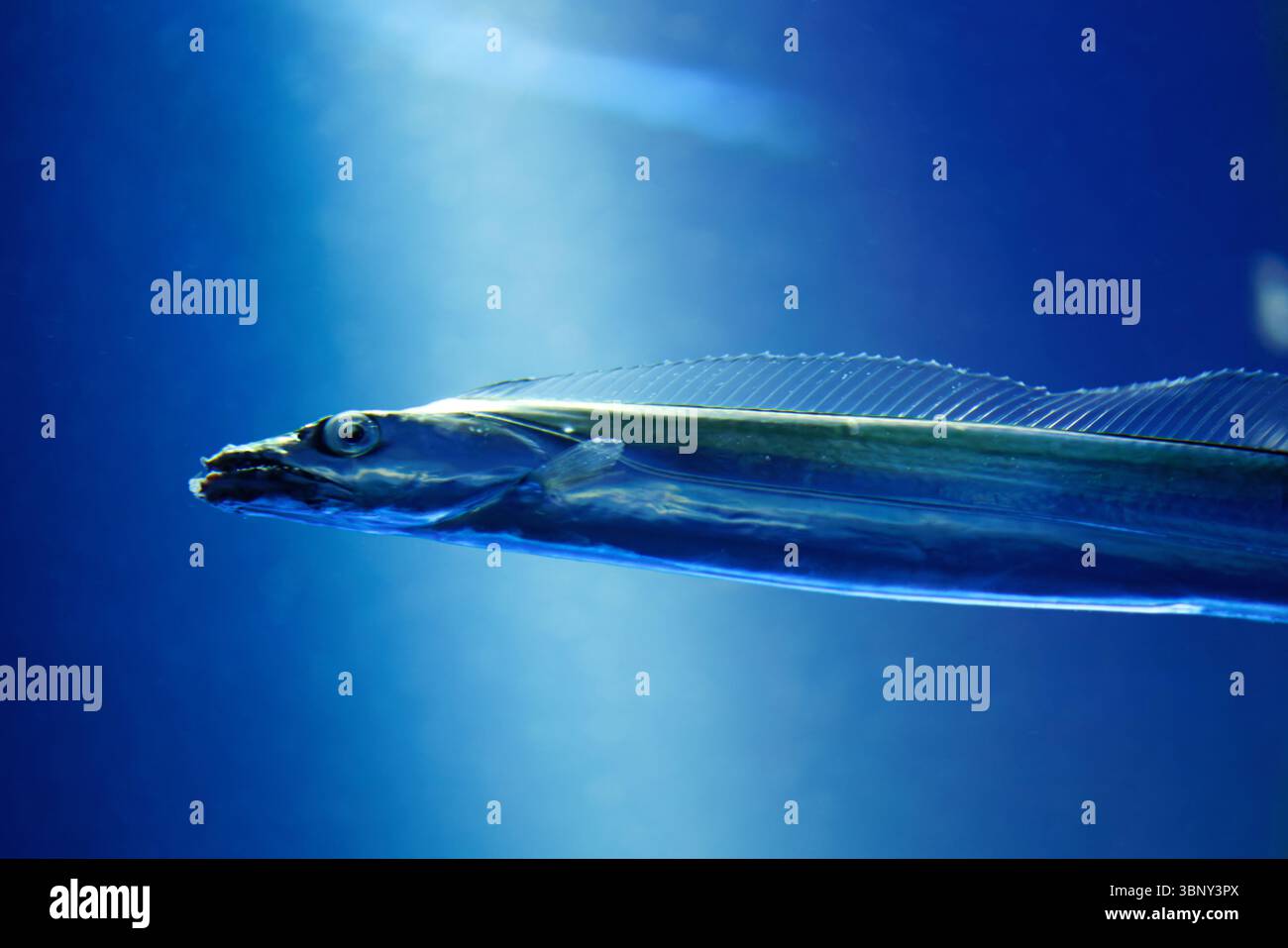 Japanese cutlassfish or largehead hairtail (Trichiurus lepturus) or ...