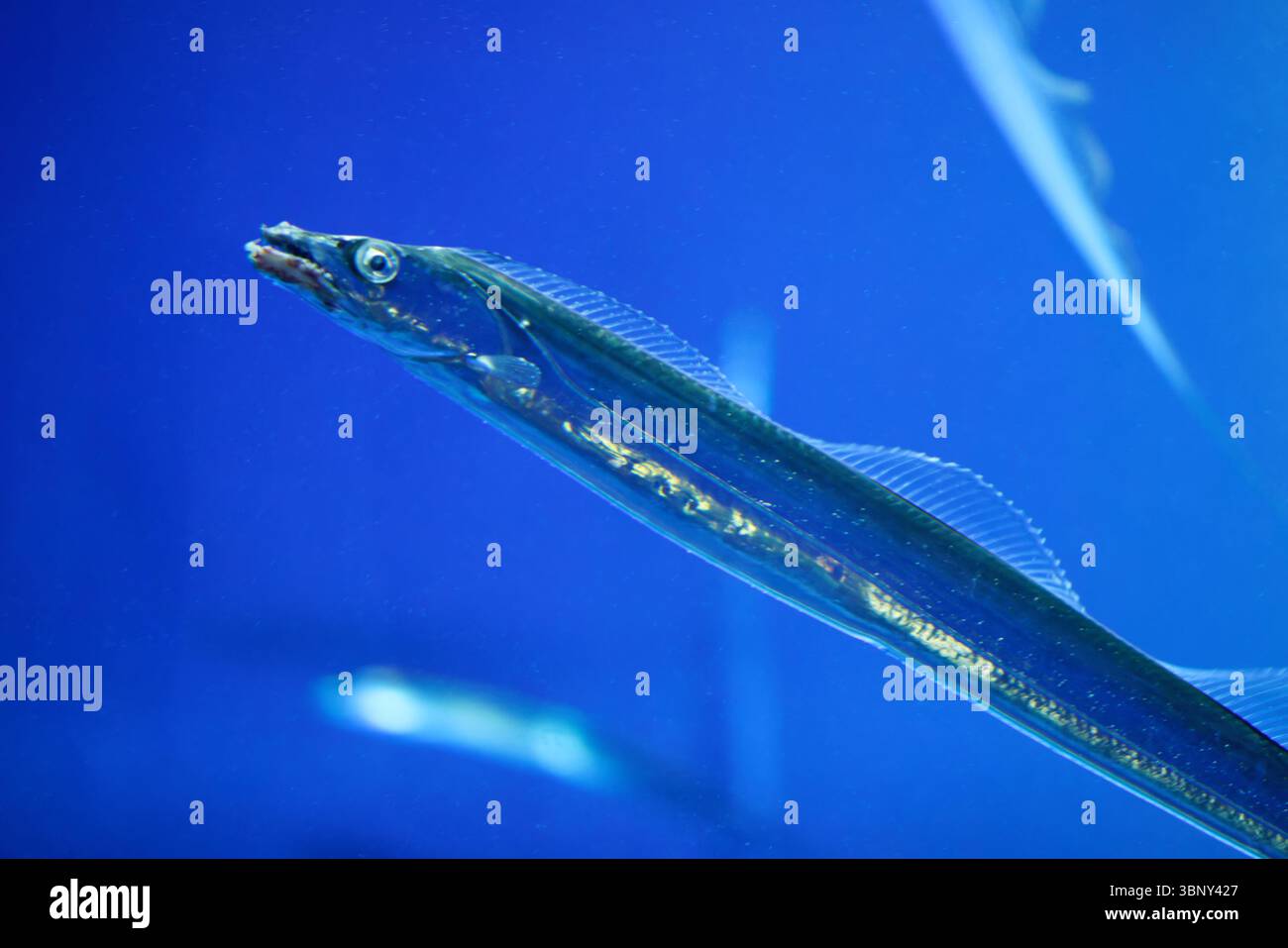 Japanese cutlassfish or largehead hairtail (Trichiurus lepturus) or ...