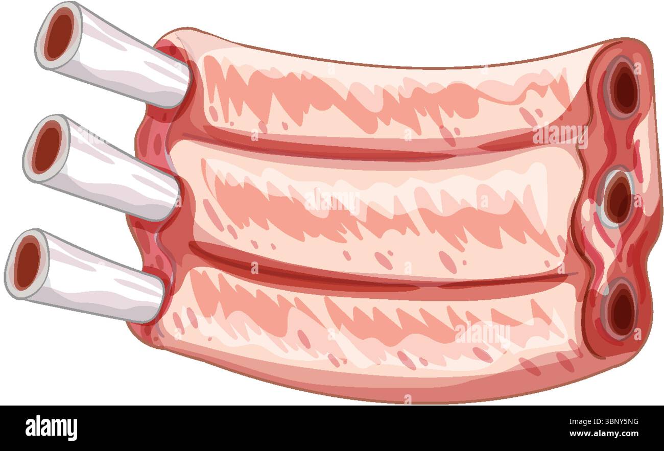 Detailed vector illustration of raw pork ribs with a realistic texture ...