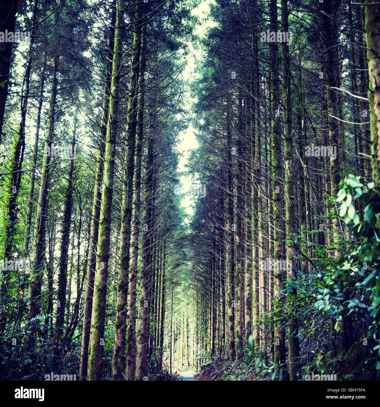 Beautiful tropical leaves in dense hi-res stock photography and images ...