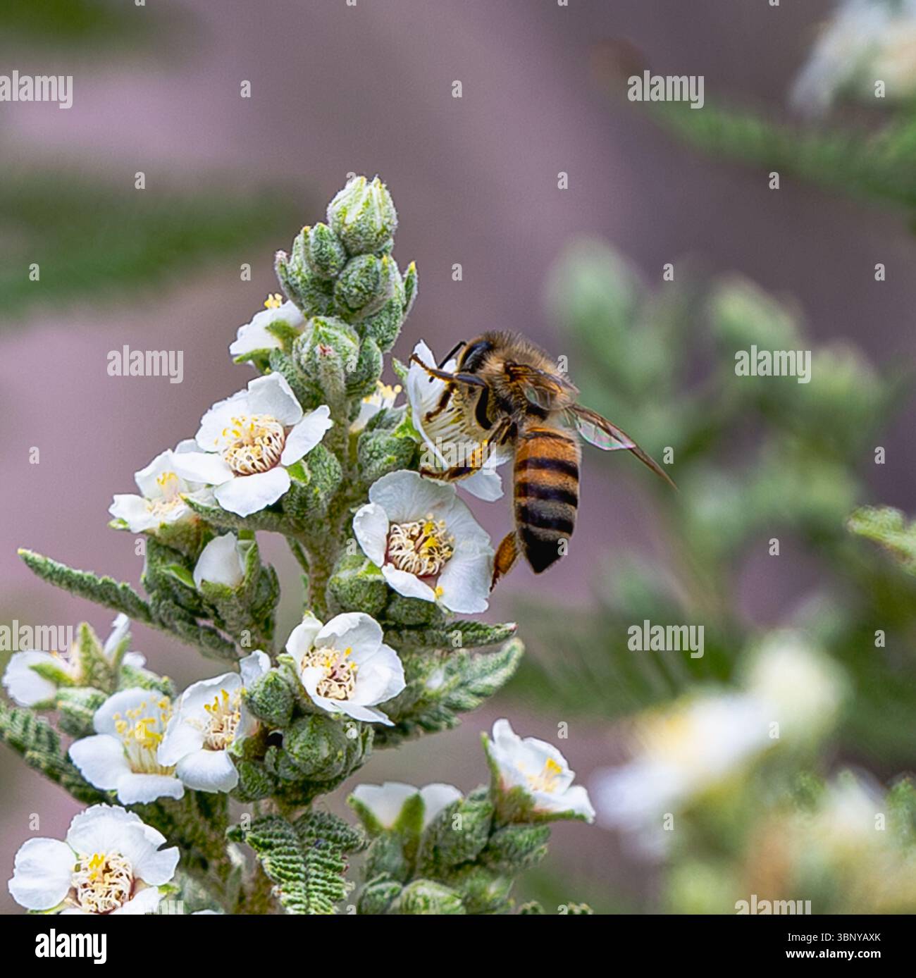 Honey Bee (Apis Mellifera Stock Photo - Alamy