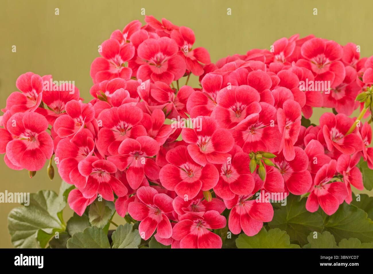 Pelargonium "Pretty Little", Geranium Stock Photo - Alamy