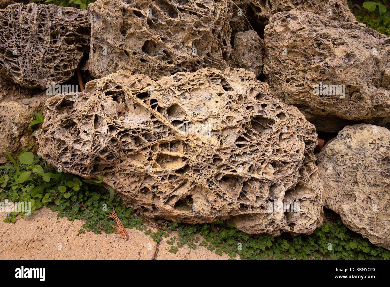 Wind affected hi-res stock photography and images - Alamy