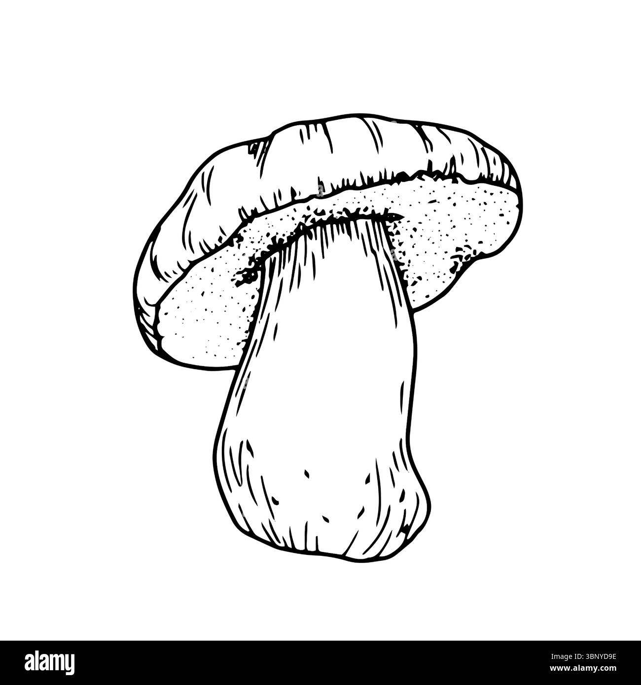 Thick fungus Black and White Stock Photos & Images - Alamy