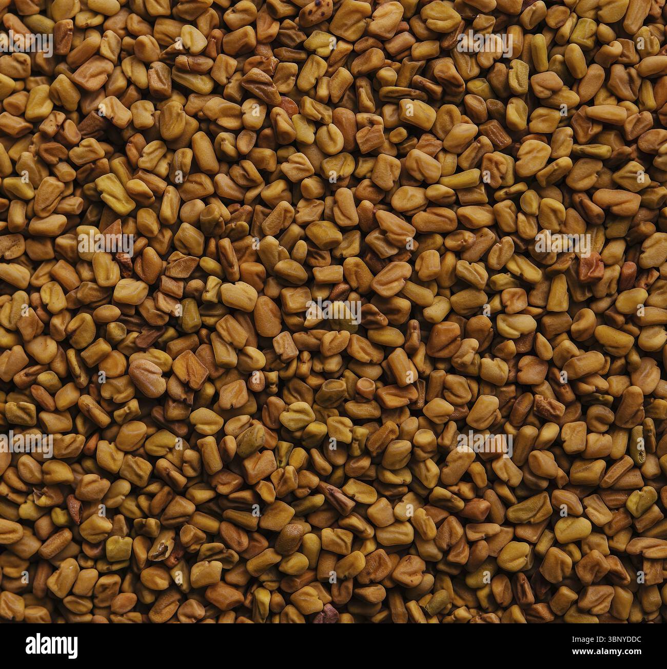Plant seed structure hi-res stock photography and images - Alamy