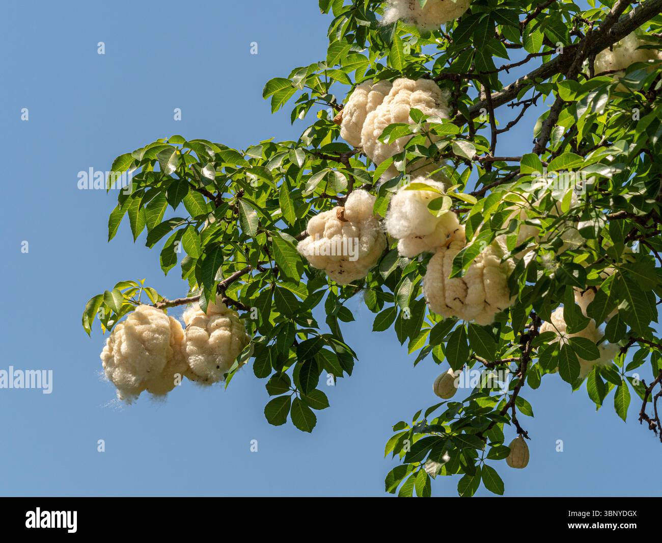 Fluffy white seed pods (kapok) of the Silk Floss Tree (Ceiba speciosa ...
