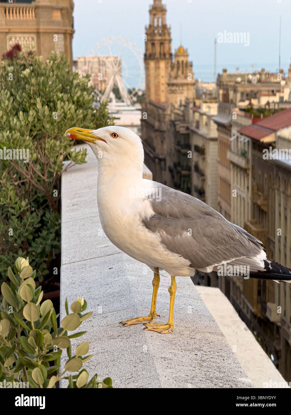 Seagull perches on ledge hi-res stock photography and images - Alamy