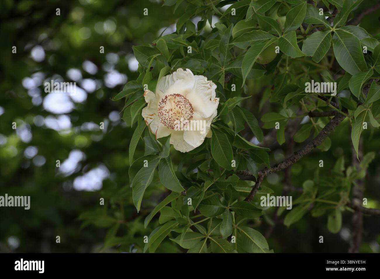 African baobab (Adansonia digitata), African baobab, flowers, flowering ...