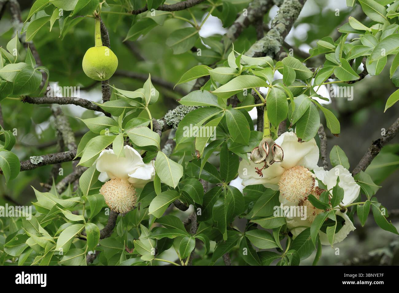 African baobab (Adansonia digitata), African baobab, flowers, flowering ...