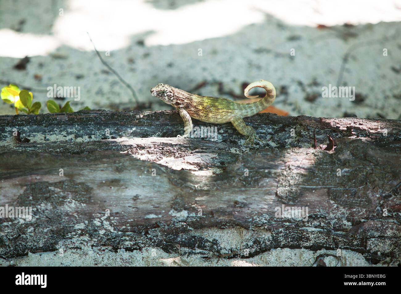 Cuban curly-tailed lizard (Leiocephalus cubensis), Cuba, Central ...