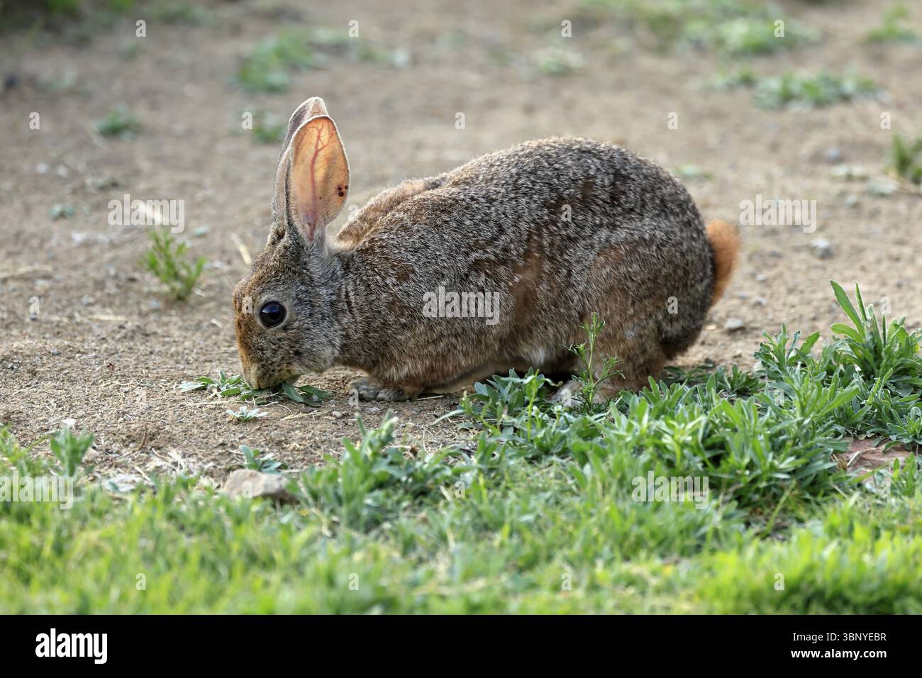 Bush hare (Lepus saxatilis), adult, feeding, foraging, alert, Montain ...