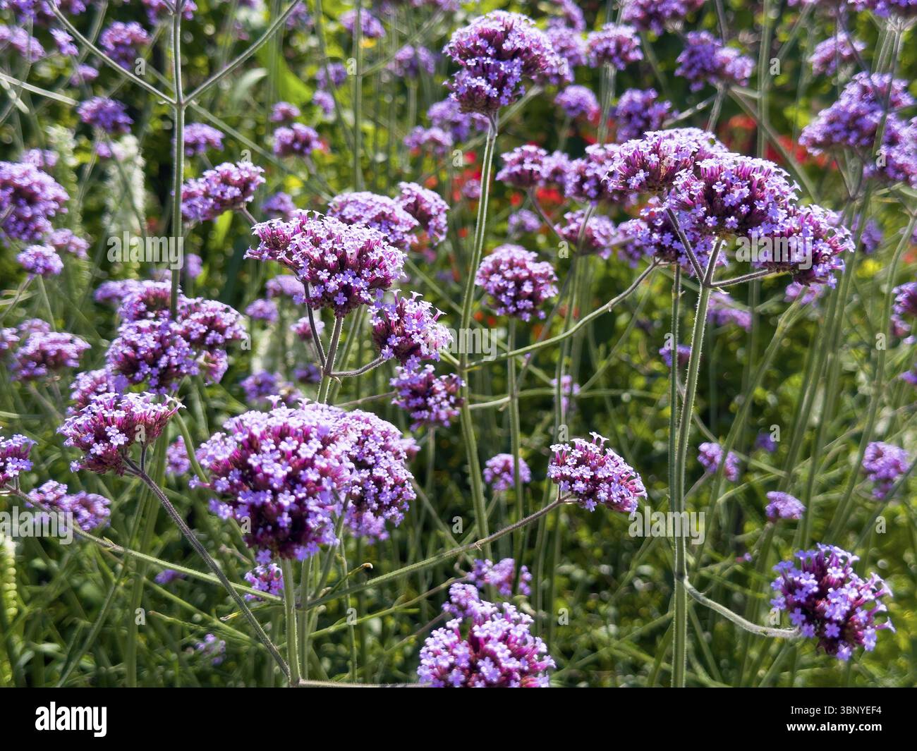 Purpletop vervain, Argentine verbena (Verbena bonariensis Stock Photo ...