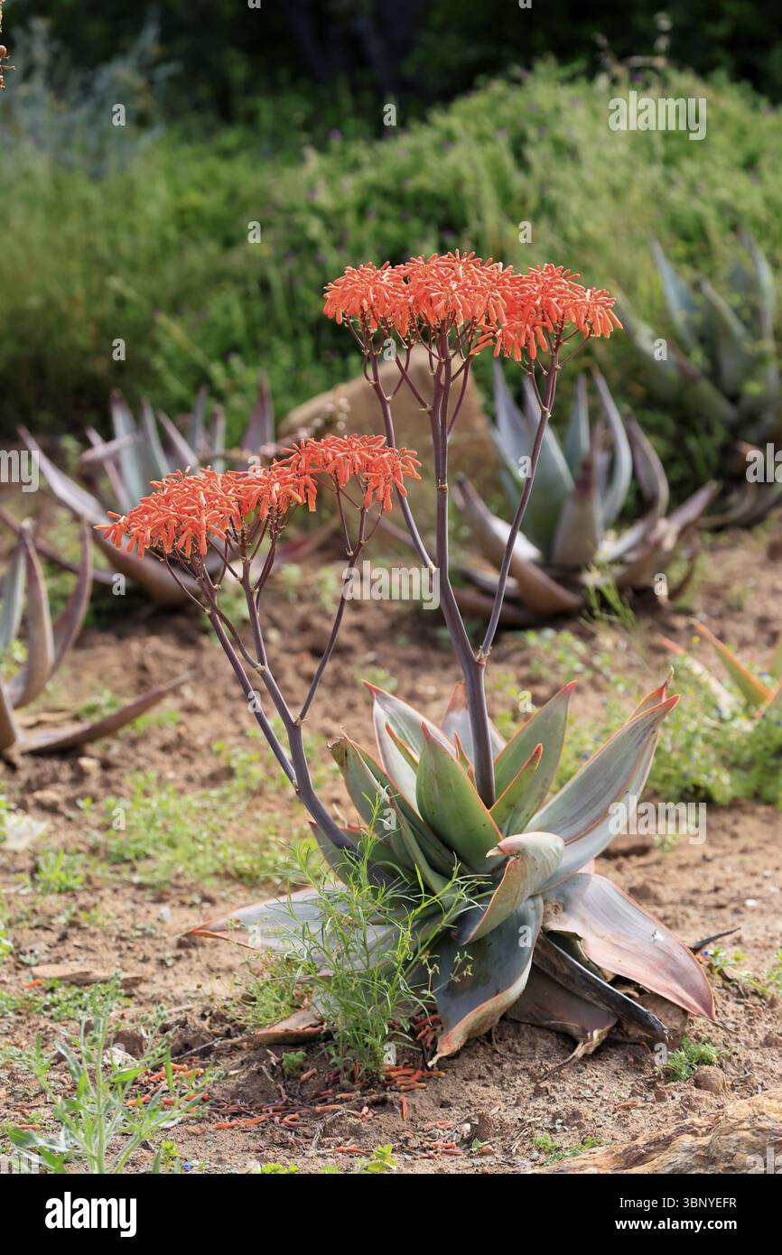 Aloe striata, coral aloe, flower, flowering, Karoo Desert Botanic ...