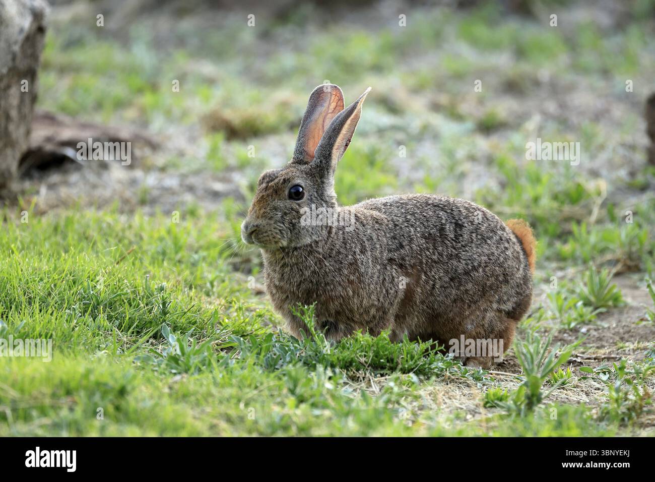 Bush hare (Lepus saxatilis), adult, foraging, alert, Montain Zebra ...